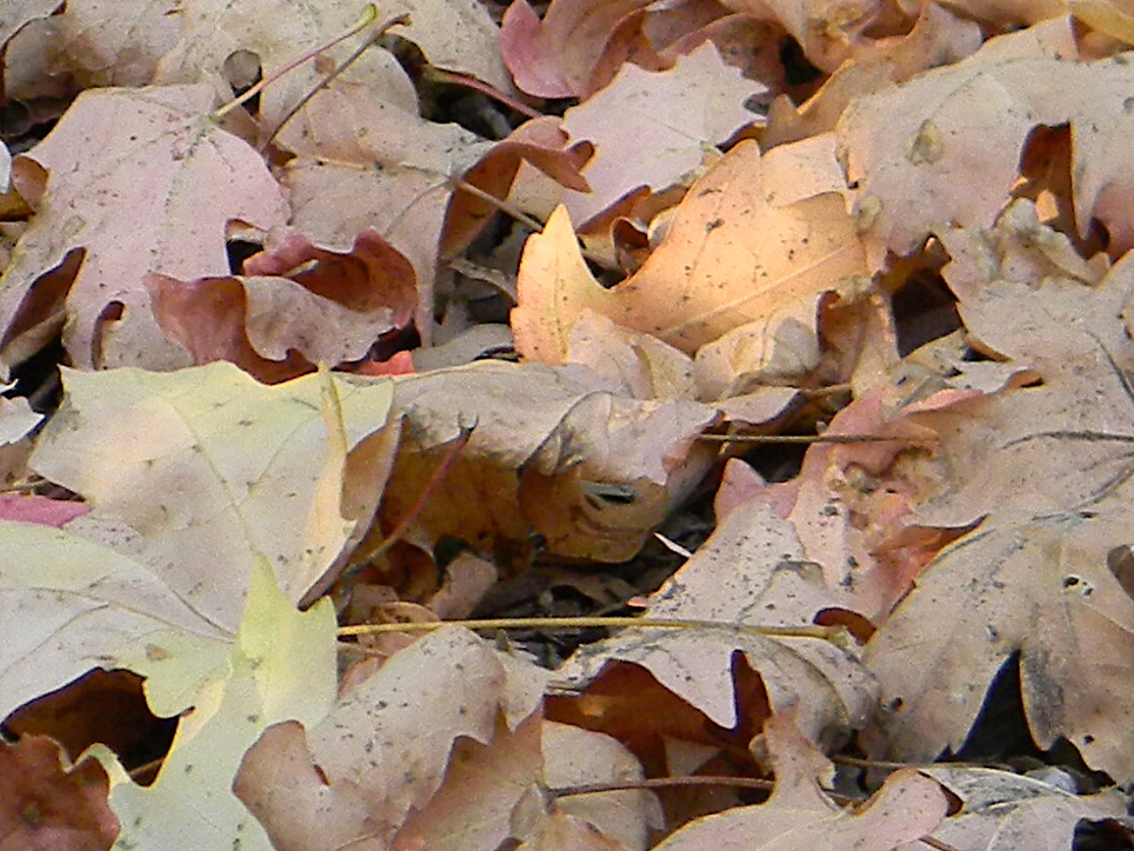 Fall Leaves 2010 021 - Organize and Decorate Everything
