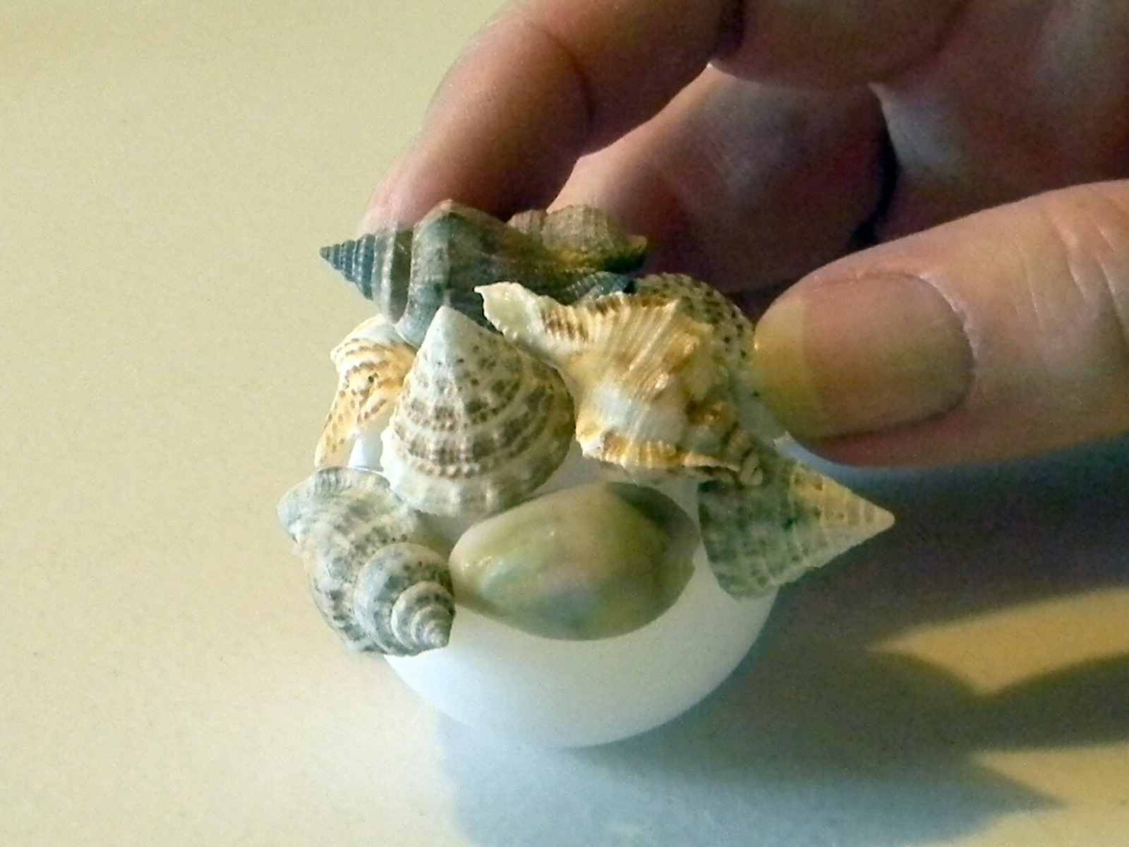 Shell Ball - Organize and Decorate Everything