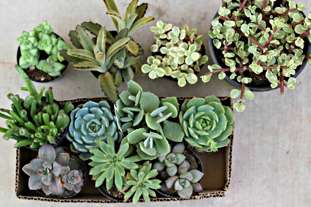 How to Care for Succulents - Organize and Decorate Everything